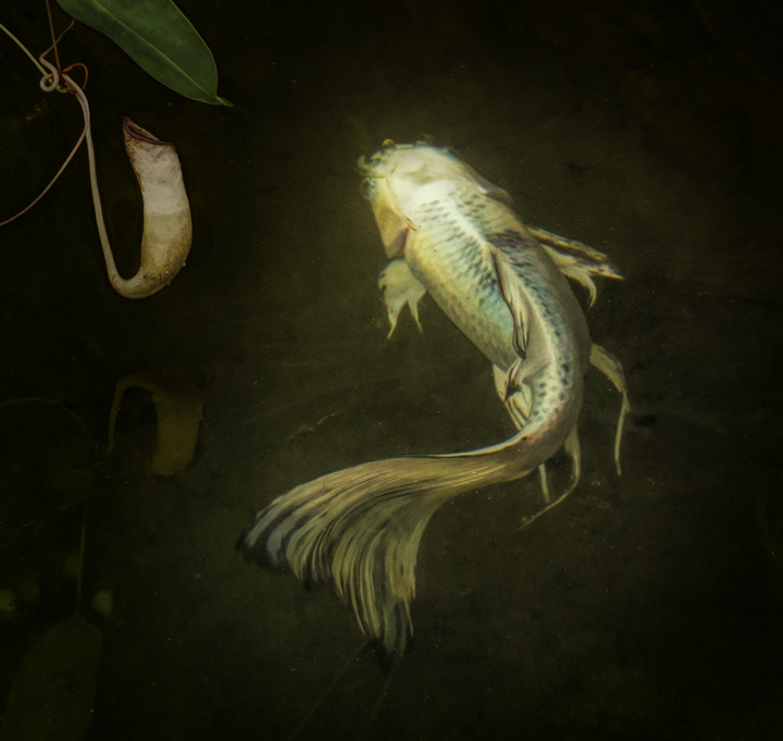 Koi | Spirit and Seeing
